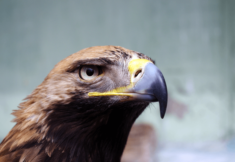 Index of /wp-content/uploads/2017/12/